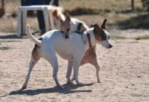 Dog Mounting and Dog Dominance Behavior - Whole Dog Journal
