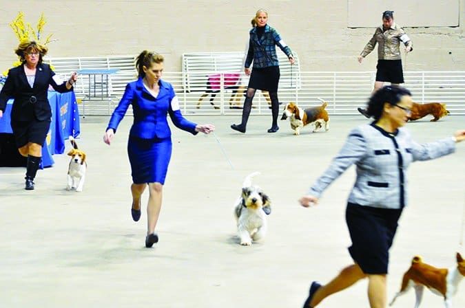 Your Dog's Physical Characteristics (And Why They Matter) - Whole Dog ...