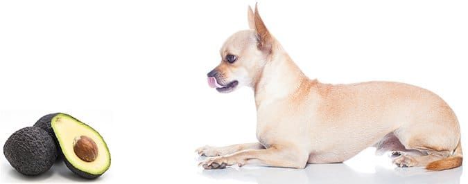 What Happens If You Give Your Dog Avocado