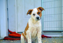 What's Your Dog's Complete Blood Count (CBC) Diagnosis? - Whole Dog Journal