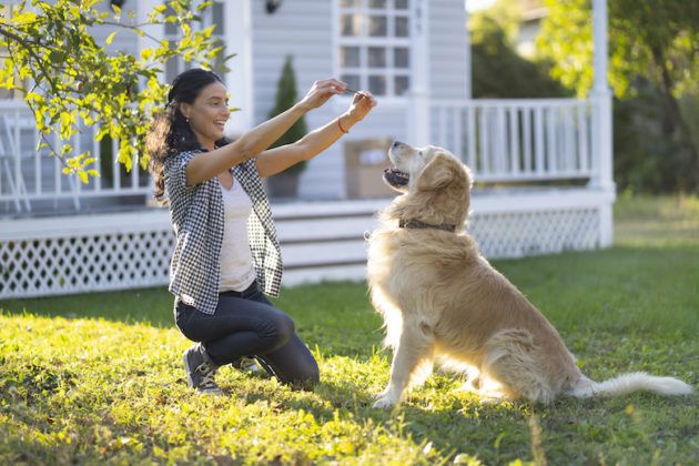 How to Teach a 'You Choose' Cue - Whole Dog Journal