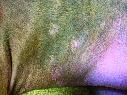 Ringworm Isn't Either - Whole Dog Journal
