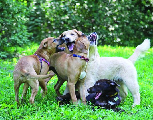 Infection vs. Isolation Risks with Your Puppy - Whole Dog Journal