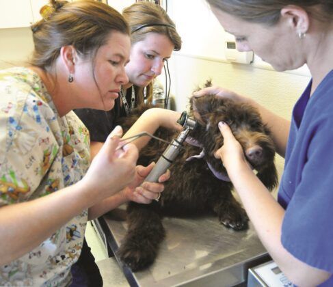 Foxtails and Dogs | Whole Dog Journal