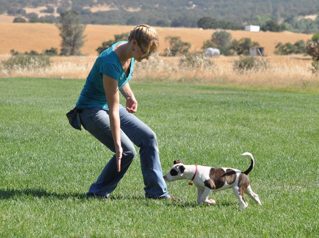 The secret to dog-training success - Whole Dog Journal