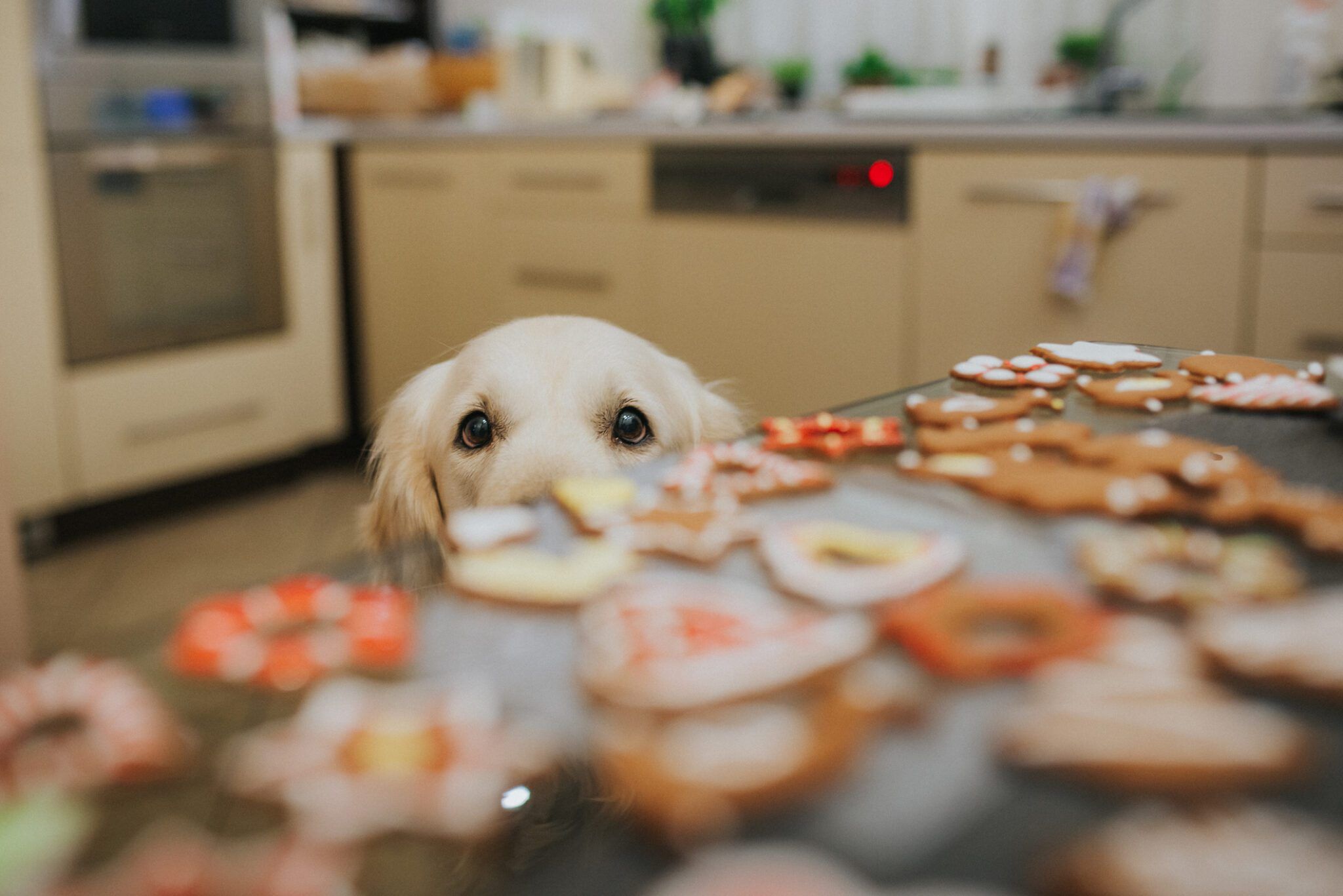 What To Do If Your Dog Eats Chocolate | Whole Dog Journal