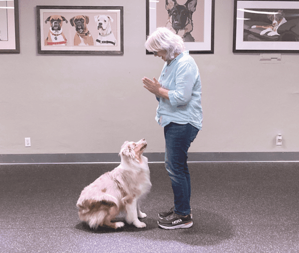 How to Teach a Dog to Stay - Whole Dog Journal