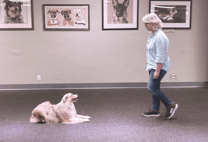How to Teach a Dog to Stay - Whole Dog Journal