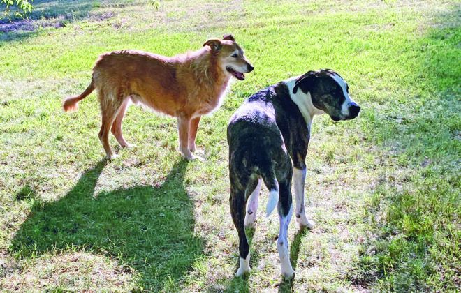 Why Do Dogs Pant? | Excessive Panting in Dogs