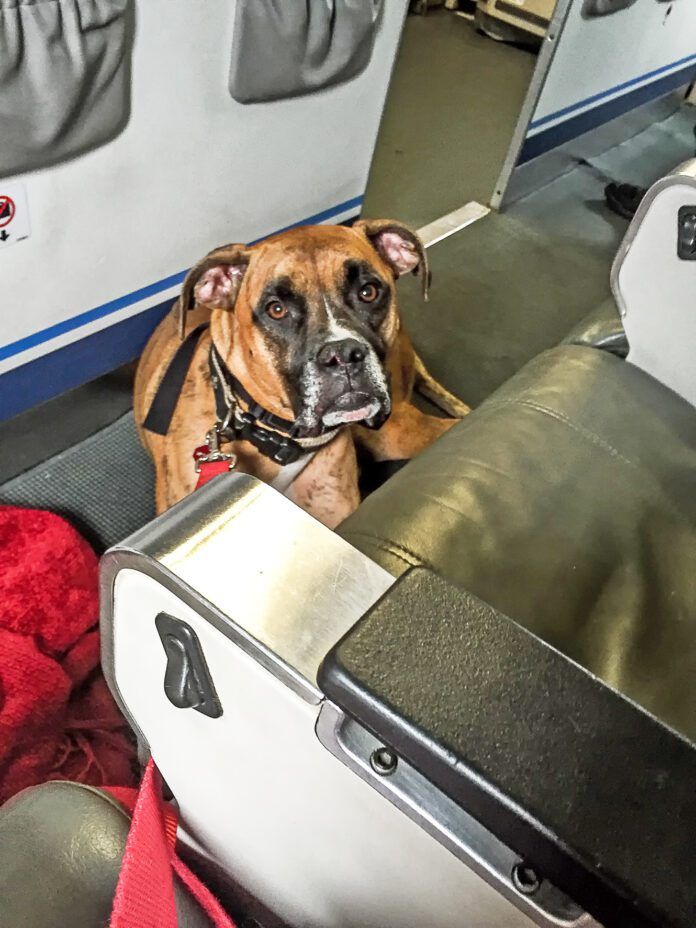 How to Travel With a Dog on a Plane - Whole Dog Journal