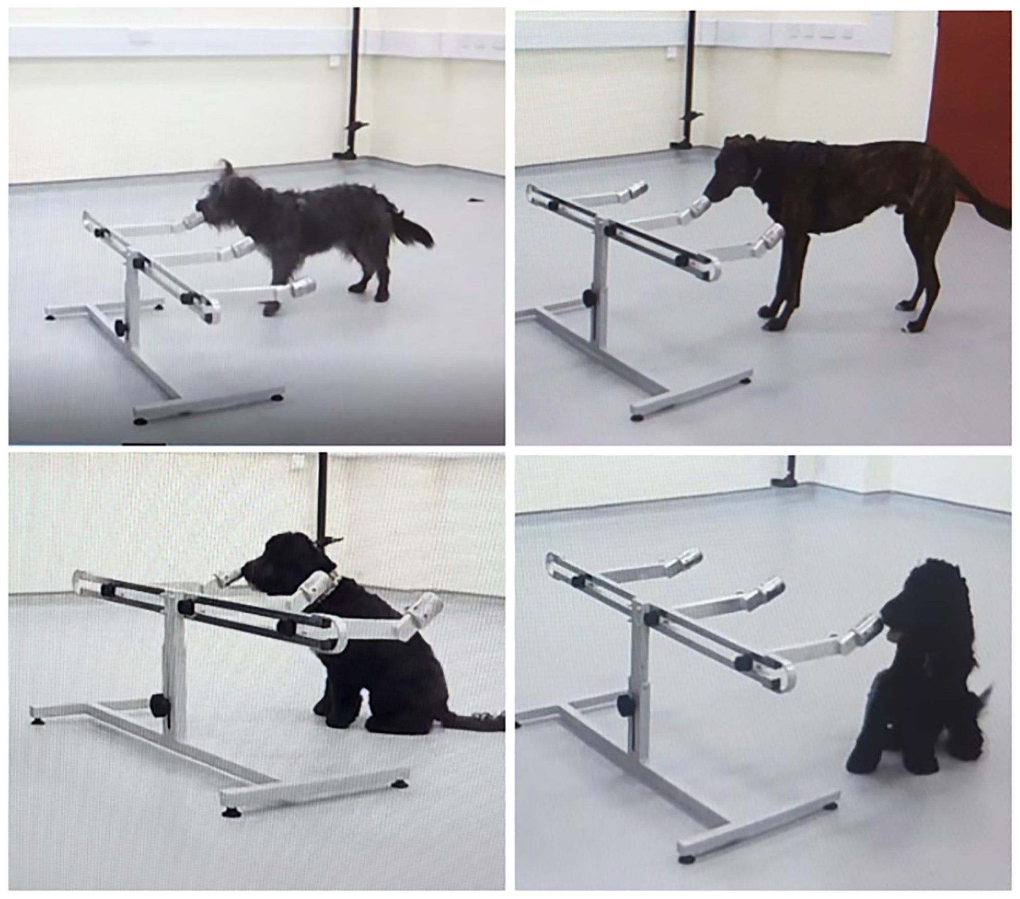 Dogs Know When We’re Stressed: Here’s How - Whole Dog Journal