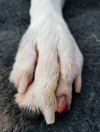 Broken or Split Dog Nails - Whole Dog Journal