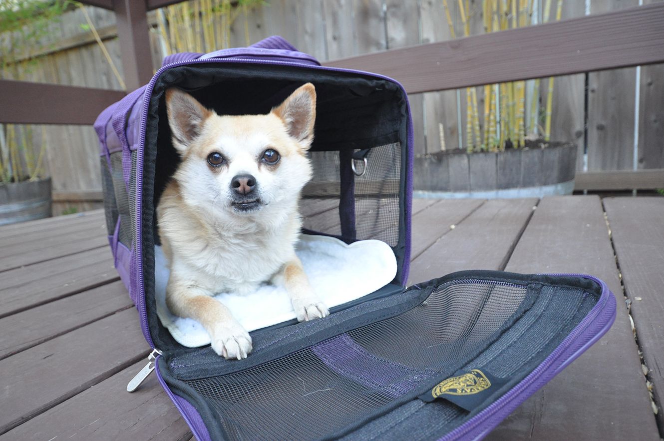How to Travel With a Dog on a Plane - Whole Dog Journal