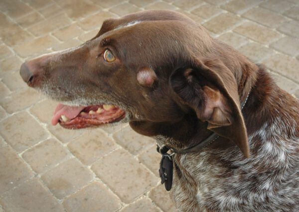 Skin Lesions and Cancer - Whole Dog Journal