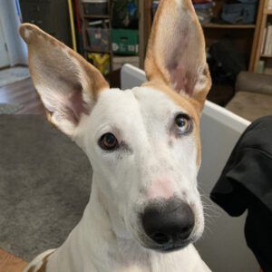 What Is Heterochromia in Dogs? - Whole Dog Journal