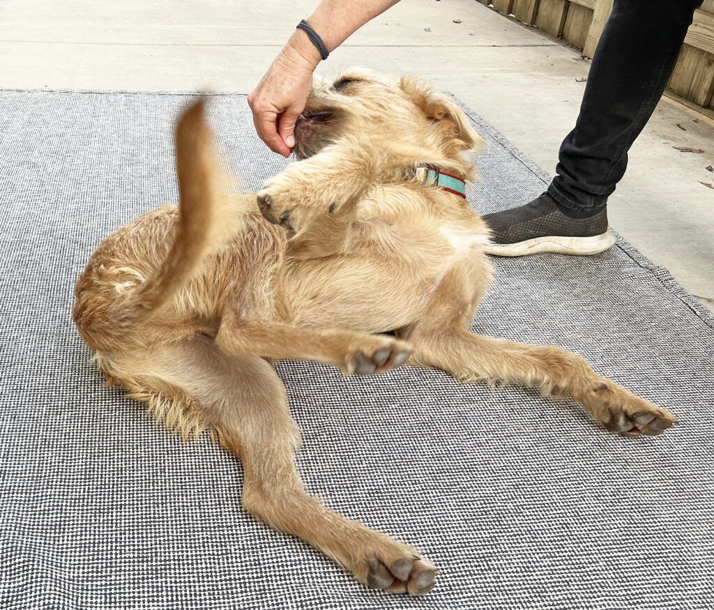 How to Train Your Dog to Roll Over - Whole Dog Journal