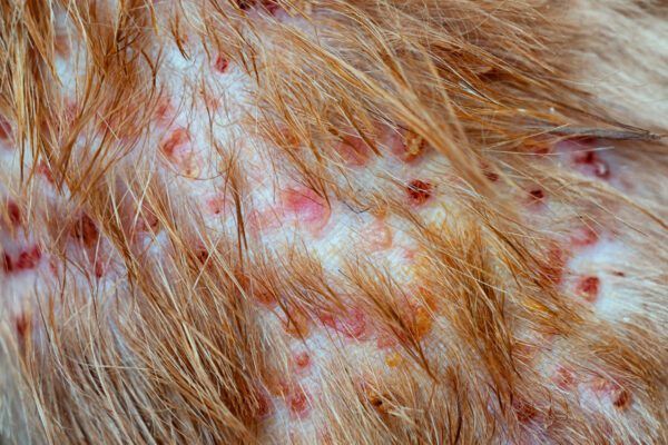 Folliculitis in Dogs - Whole Dog Journal