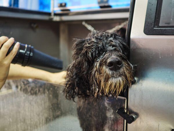How to Bathe Your Dog - Whole Dog Journal