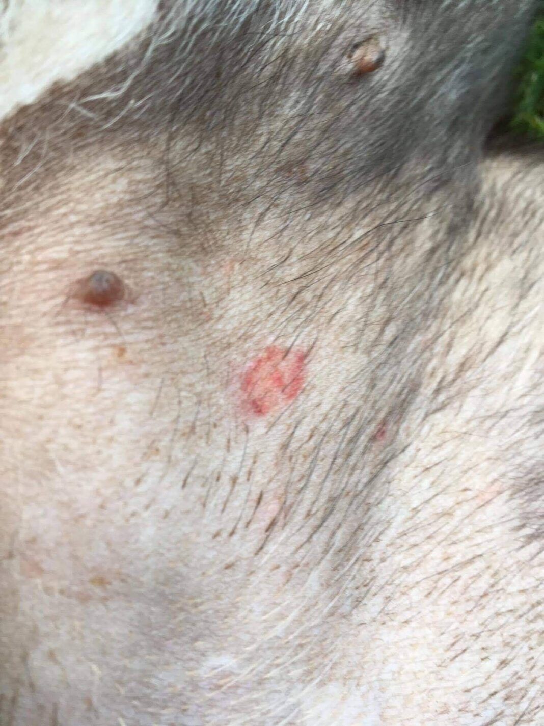 Folliculitis in Dogs - Whole Dog Journal