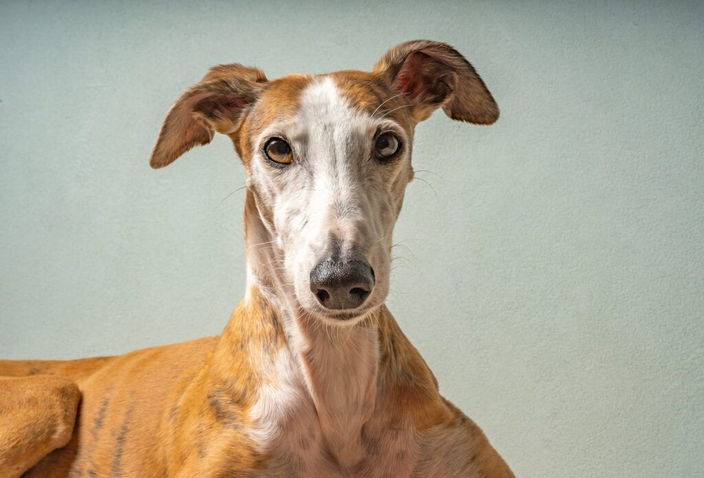 What Dogs Have Button Ears? - Whole Dog Journal