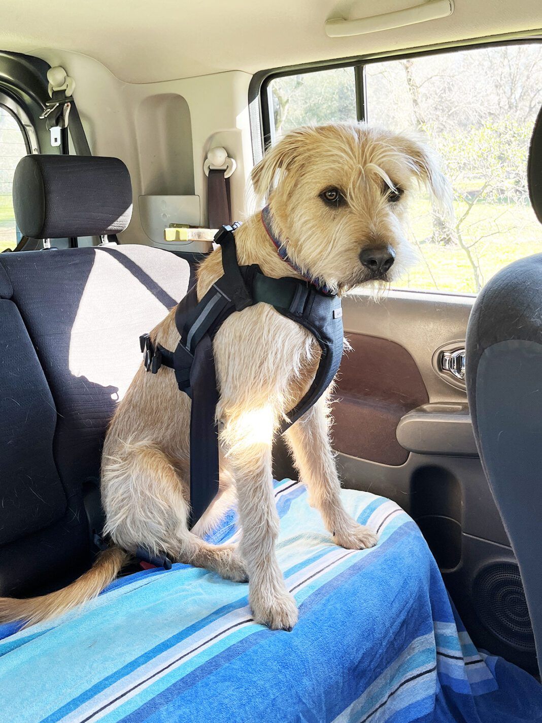 Riding in Cars With Dogs - Whole Dog Journal