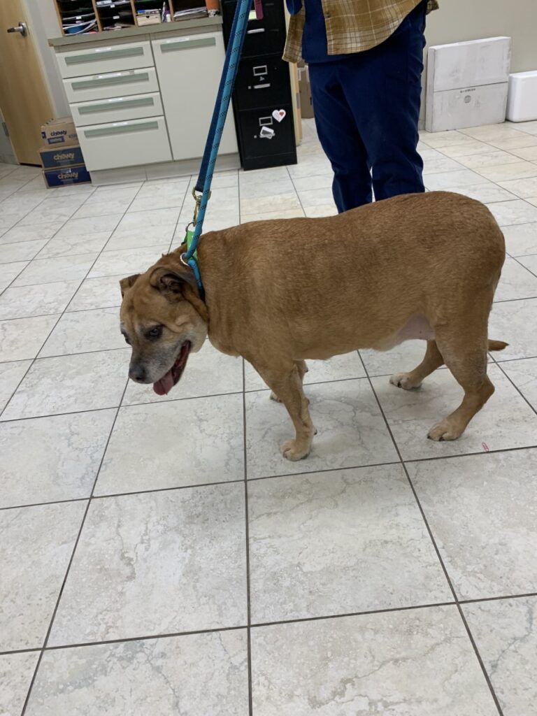 Is My Dog Overweight? - Whole Dog Journal
