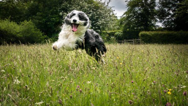 Hyperactivity in Dogs | Can Dogs Have ADHD?