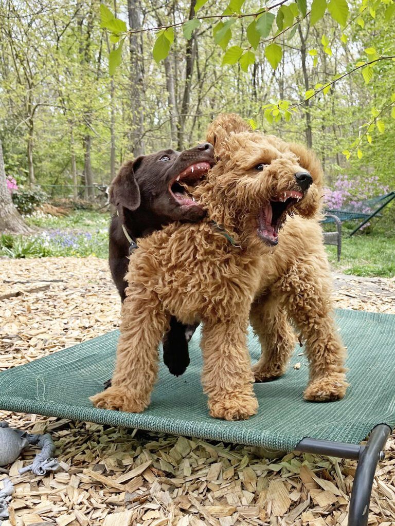 Socializing Puppies with Other Dogs - Whole Dog Journal
