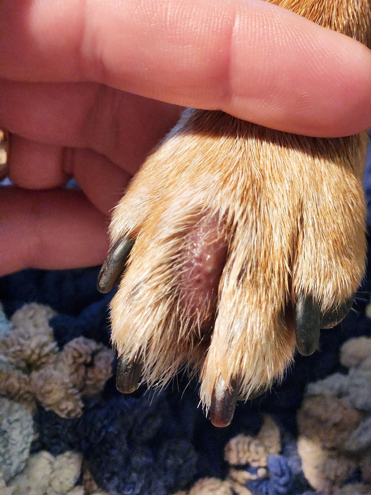 Interdigital Cysts Dog Potato Interdigital Cysts Dog Potato