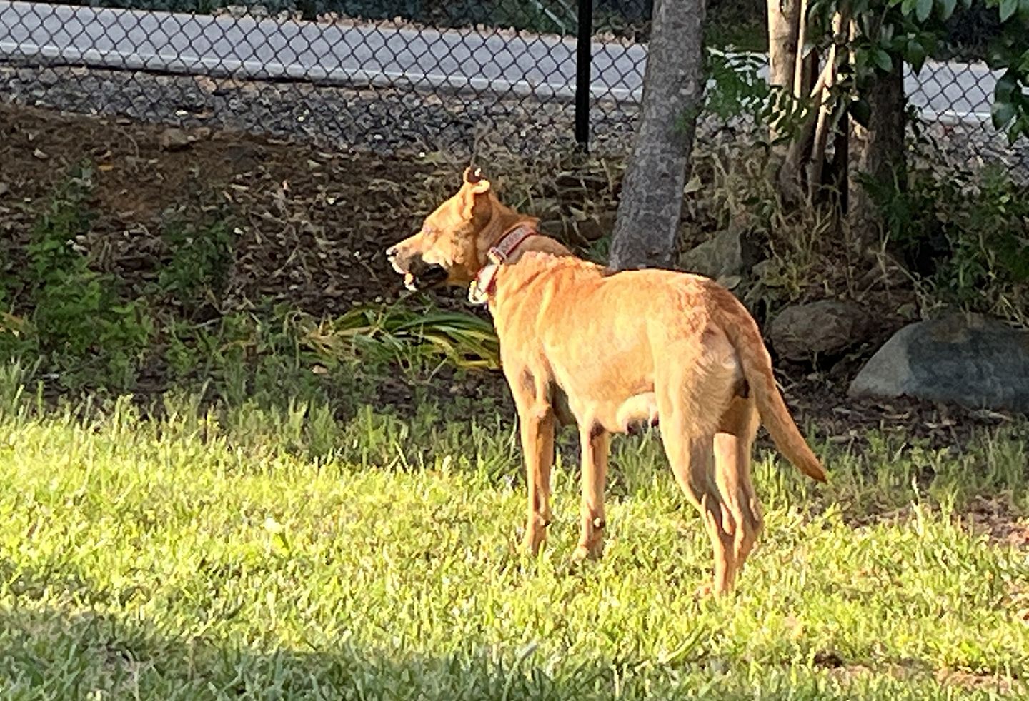 Car Chasing - Whole Dog Journal