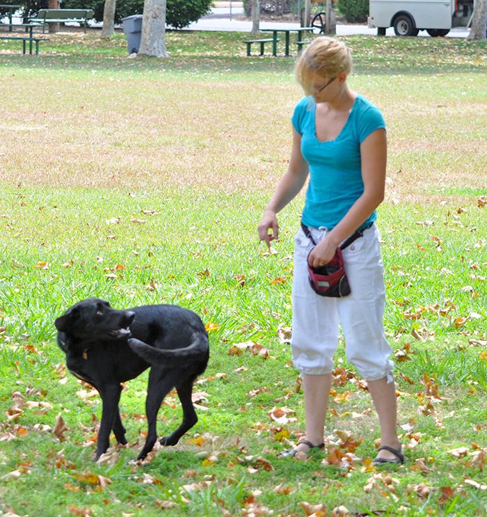 How to Teach Your Dog to Spin - Whole Dog Journal