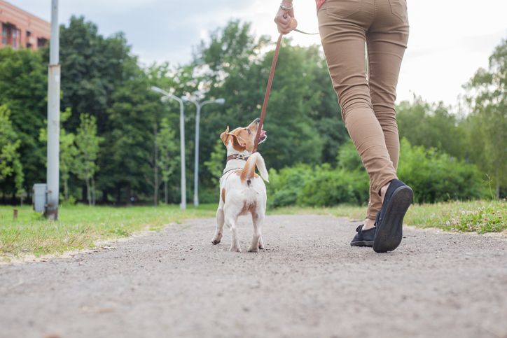How to Teach a Dog to Heel - Dog News Web