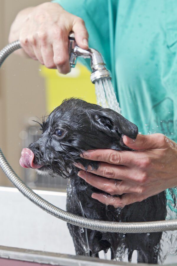 Pyoderma in Dogs - Whole Dog Journal
