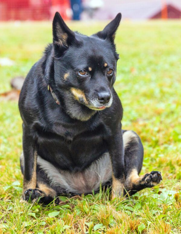 What Is Anal Gland Expression? - Whole Dog Journal